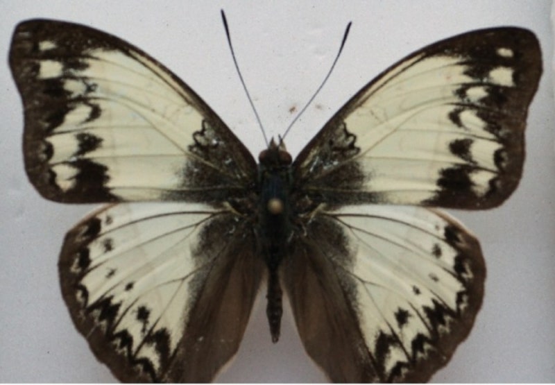 🦋 genus Cymothoe (gliders) : 네이버 블로그