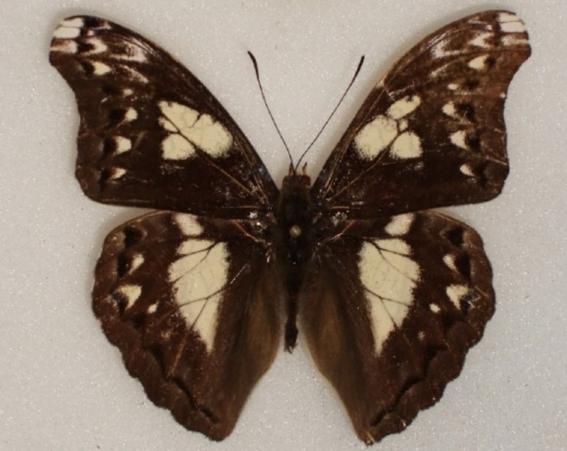 🦋 genus Cymothoe (gliders) : 네이버 블로그