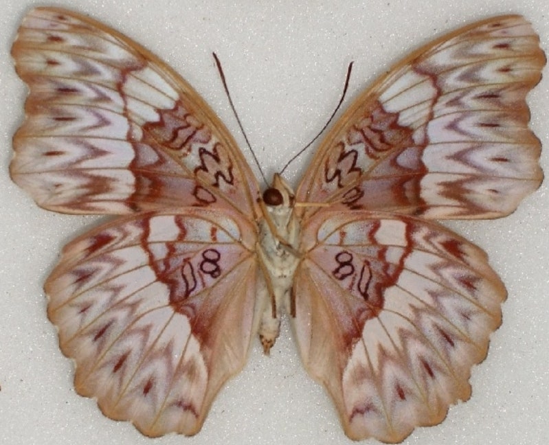 🦋 genus Cymothoe (gliders) : 네이버 블로그