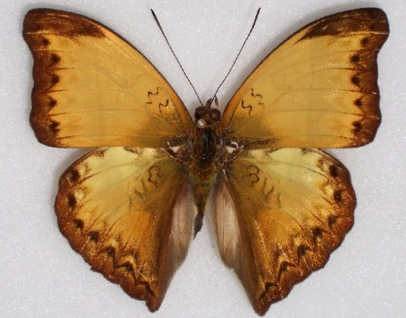 🦋 genus Cymothoe (gliders) : 네이버 블로그