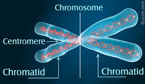 염색체(染色體, chromosomes)란 무엇인가? : 네이버 블로그
