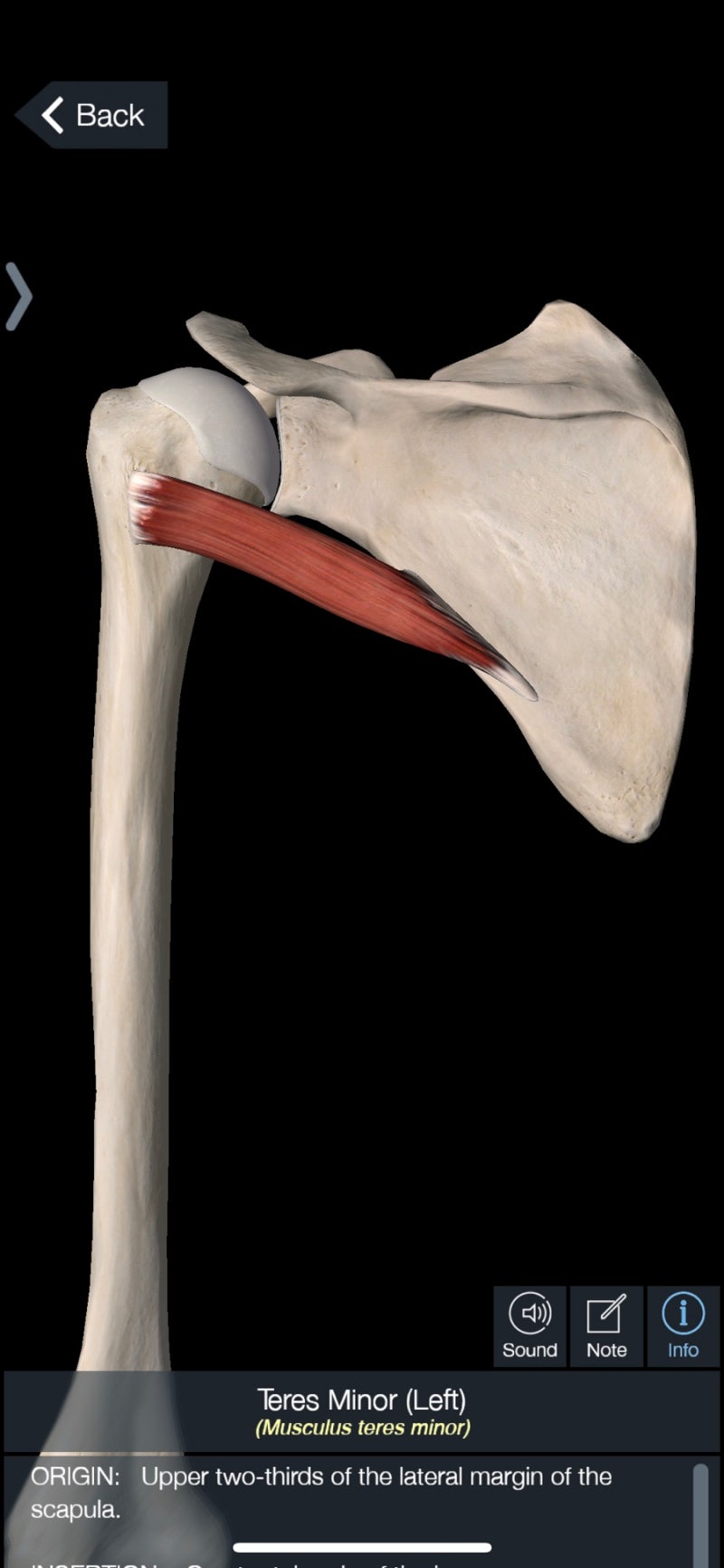 회전근개 근육 위치 (Rotator cuff muscle) - 소원근 (Teres minor) : 네이버 블로그