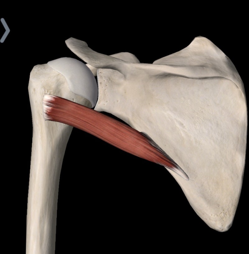 회전근개 근육 위치 (Rotator cuff muscle) - 소원근 (Teres minor) : 네이버 블로그