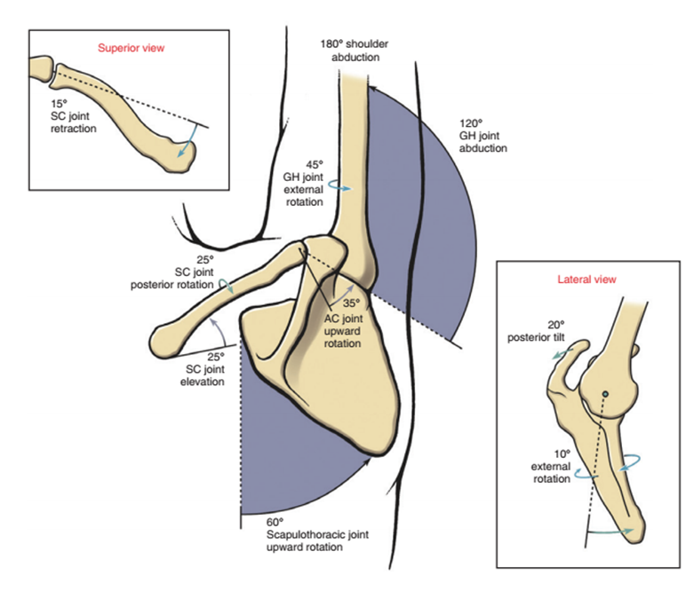 scapular downward rotation syndrome(견갑골 하방 회전 증후군) 원인 및 치료 - 정형외과 환자 교육 ...