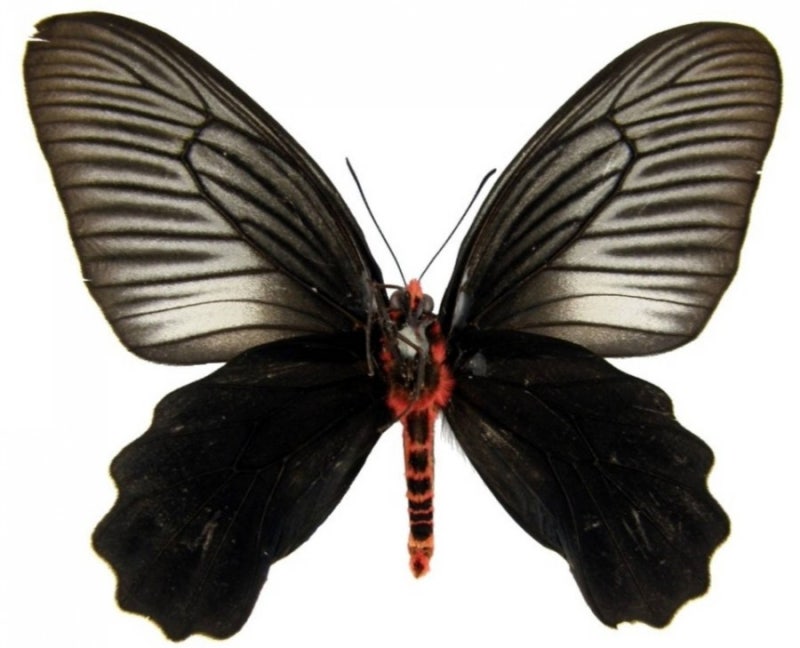 red bodied swallowtail, ruby swallowtail : 네이버 블로그