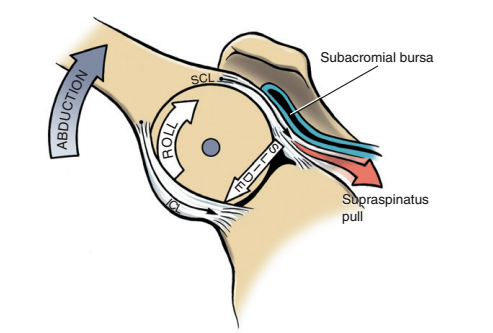 scapular downward rotation syndrome(견갑골 하방 회전 증후군) 원인 및 치료 - 을지로 정형외과 ...
