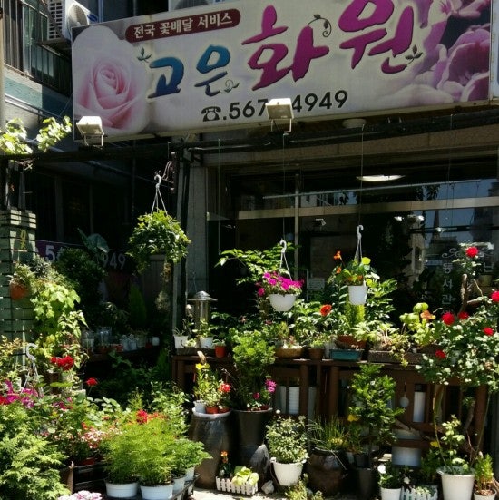 천안꽃집고은화원전국꽃배달천안버스터미널천안꽃다발천안꽃바구니천안식물천안공기정화식물 네이버 블로그