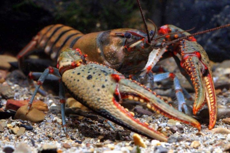 롱기마누스가재 탈피 : 네이버 블로그