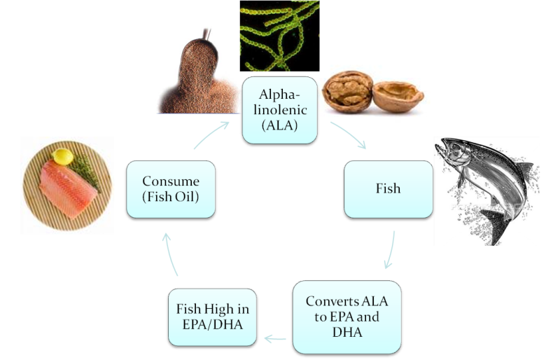 반쪽 채식보다 완전 채식이 건강한 이유 ( 생선, 달걀, 우유, 유제품 NO ) : 네이버 블로그