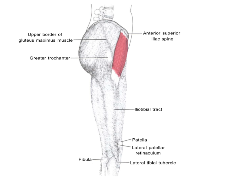 대퇴근막장근(Tensor Fascia lata, TFL)통증유발점(trigger point,근막통증증후근)의 기전과 치료 ...