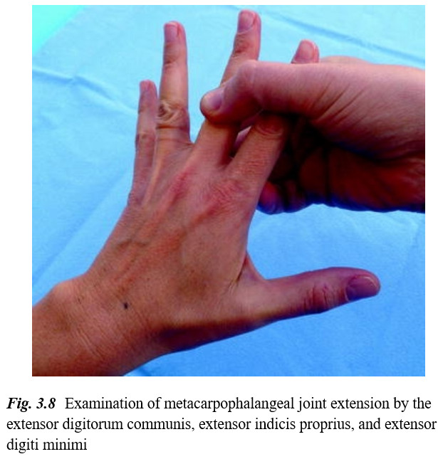 Extensor Digitorum Communis