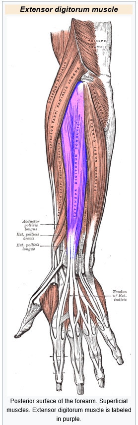 Extensor Digitorum Muscle