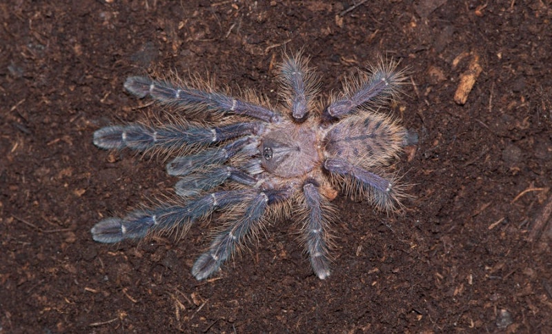 싱가폴 블루(Singapore blue)[Omothymus violaceopes] : 네이버 블로그