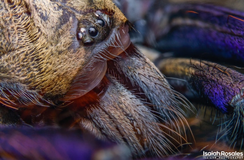 싱가폴 블루(Singapore blue)[Omothymus violaceopes] : 네이버 블로그