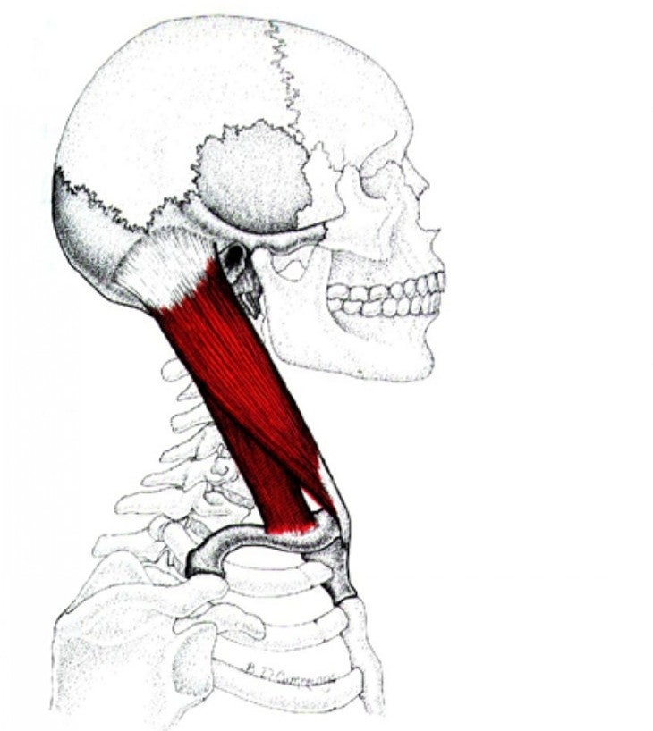 흉쇄유돌근sternocleidomastoid 목빗근 해부학 두통 눈이 침침할때 시력개선 거북목 라운드숄더 네이버 블로그