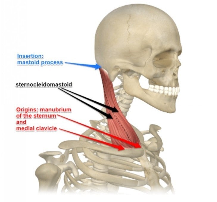 흉쇄유돌근sternocleidomastoid 목빗근 해부학 두통 눈이 침침할때 시력개선 거북목 라운드숄더 네이버 블로그