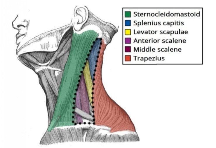 흉쇄유돌근sternocleidomastoid 목빗근 해부학 두통 눈이 침침할때 시력개선 거북목 라운드숄더 네이버 블로그