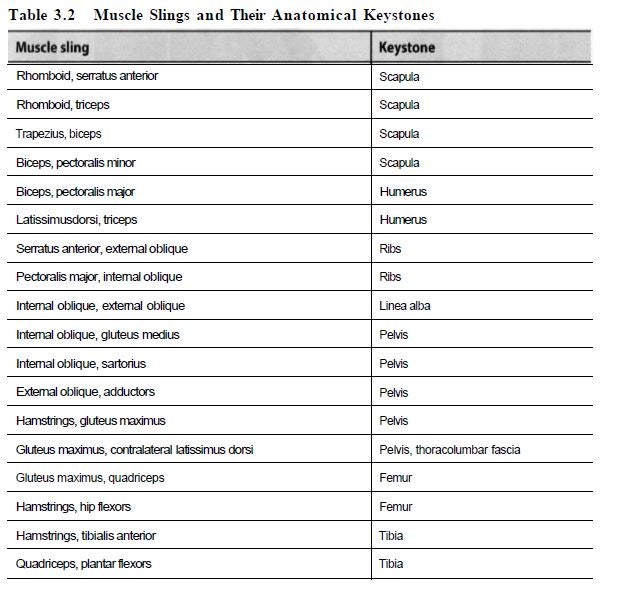 얀다의 근육불균형의 평가와 치료(Assessment and Treatment of Muscle Imbalance The ...
