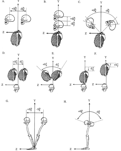 얀다의 근육불균형의 평가와 치료(Assessment and Treatment of Muscle Imbalance The ...