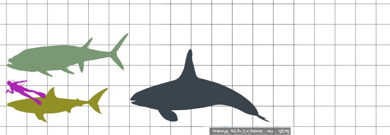Xiphactinus audax size compared to human : 네이버 블로그
