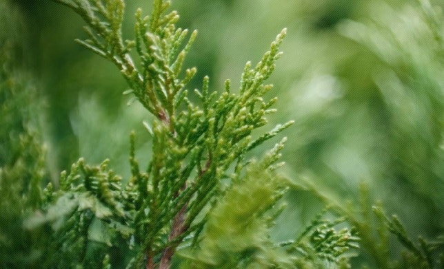 Scie급 논문보유 화장품원료 측백나무추출물thuja Orientalis Extract 향균효능의 천연방부제 네이버 블로그