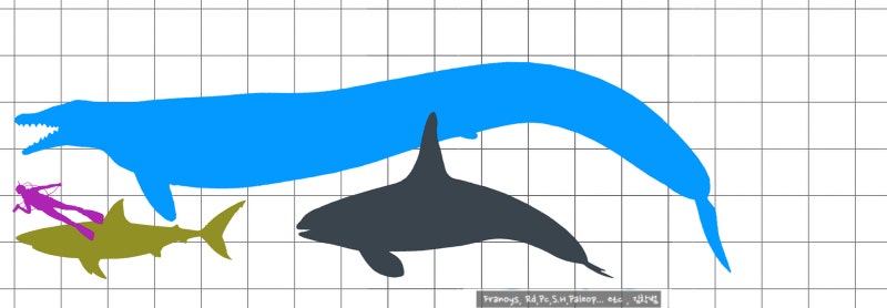 Basilosaurus cetoides size compared to human : 네이버 블로그