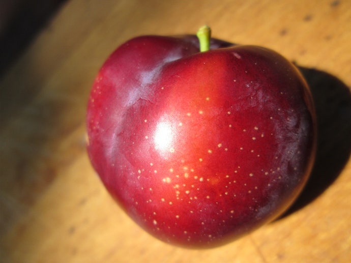 달콤함의 극치 슈거 트위스트 Pluerry : 네이버 블로그