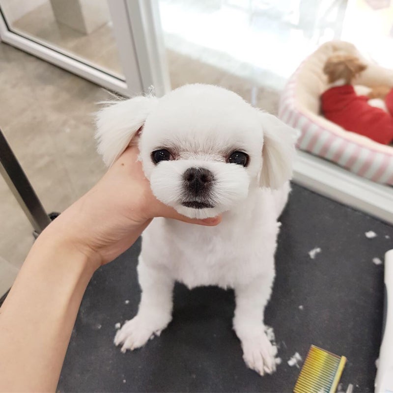 울산 말티즈 미용 말티즈 전체미용 알머리 얼굴컷 1cm 기계컷 네이버 블로그