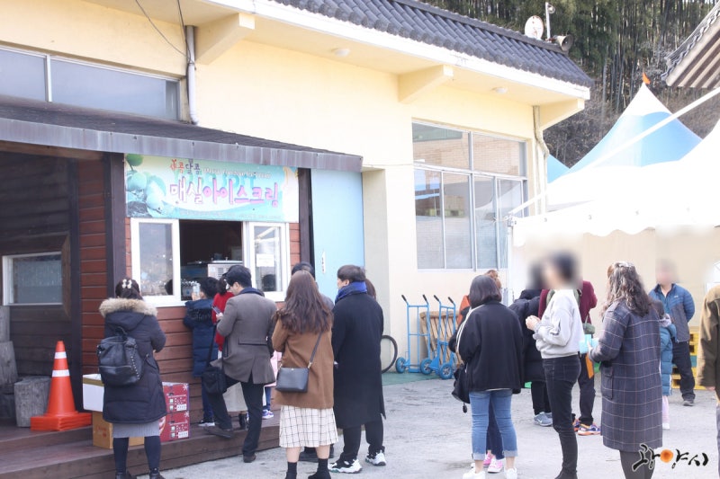 숫자로 보는 2019년 광양매화축제 봄축제 개화상황 광양매화마을 네이버 블로그