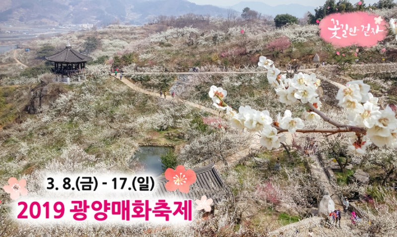 숫자로 보는 2019년 광양매화축제 봄축제 개화상황 광양매화마을 네이버 블로그