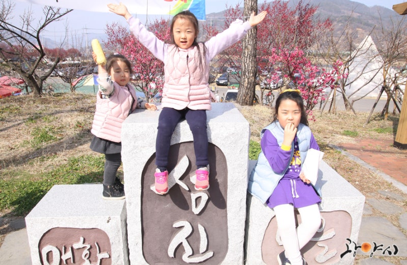숫자로 보는 2019년 광양매화축제 봄축제 개화상황 광양매화마을 네이버 블로그
