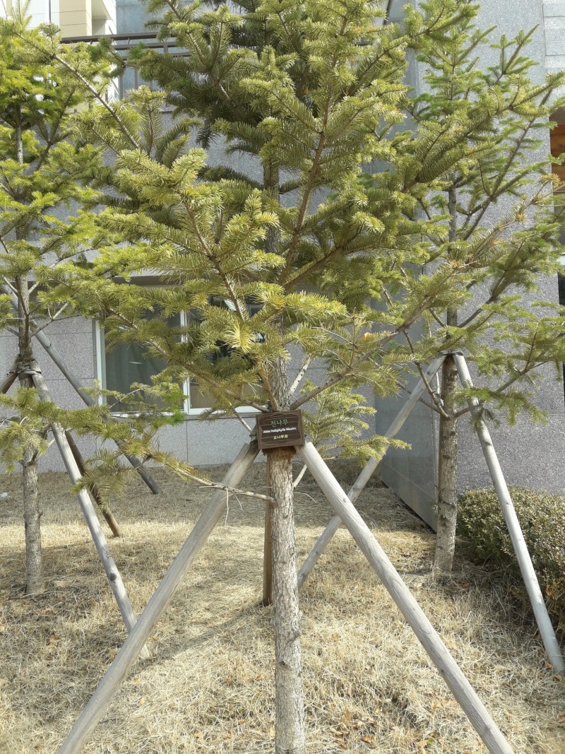 아파트 앞에 심어 놓은 전나무를 보다가 : 네이버 블로그