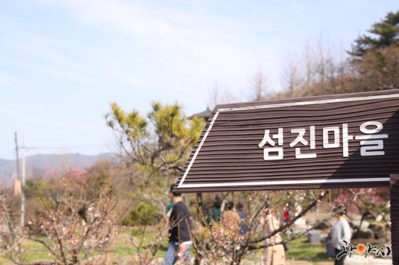 숫자로 보는 2019년 광양매화축제 봄축제 개화상황 광양매화마을 네이버 블로그