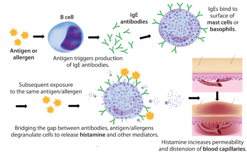 Pseudoallergy(위알레르기)와 Idiosyncracy(특이반응, Idiosyncrasy, Idiosyncratic ...