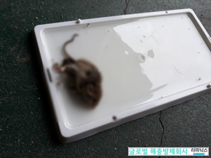Haccp Gmp 식품공장 방충방서 관리 방역방제소독회사 터미닉스코리아 네이버 블로그