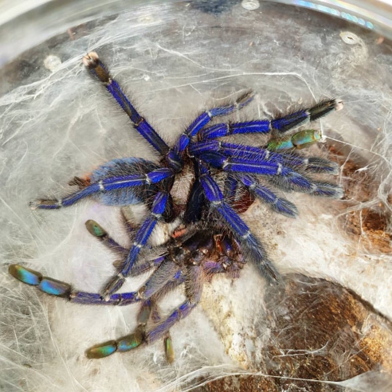싱가폴 블루(Singapore blue)[Omothymus violaceopes] : 네이버 블로그