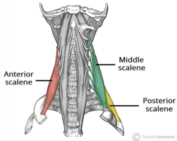 사각근scalene 목갈비근 해부학 사각근증후군흉곽출구증후군 목디스크 목스트레칭 목운동 목통증 팔통증 손저림