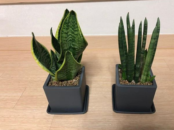 공기정화식물 산세베리아 키우기와 물주기 분갈이 및 특징 번식 잎꽂이까지 네이버 블로그