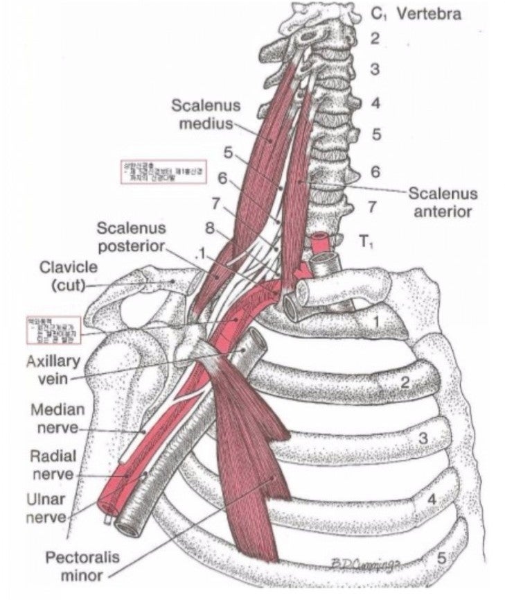 사각근scalene 목갈비근 해부학 사각근증후군흉곽출구증후군 목디스크 목스트레칭 목운동 목통증 팔통증 손저림