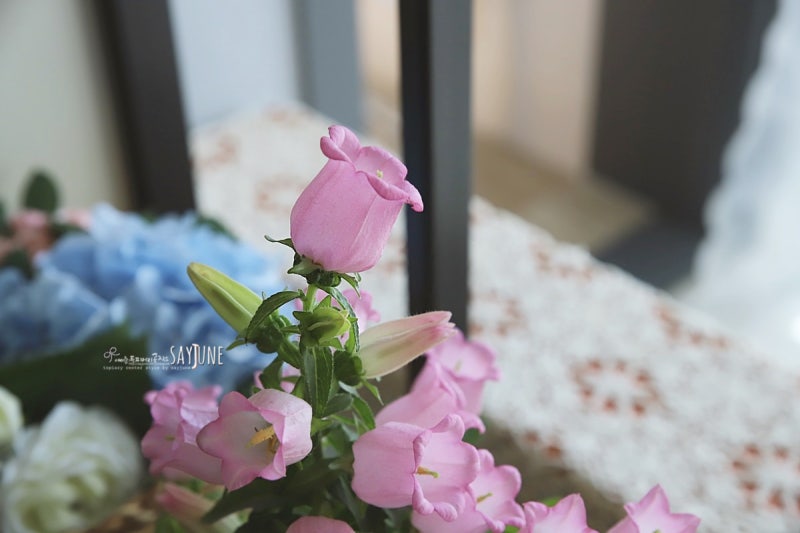 종꽃 그레이스 캄파눌라 키우기 꽃말 별명 네이버 블로그