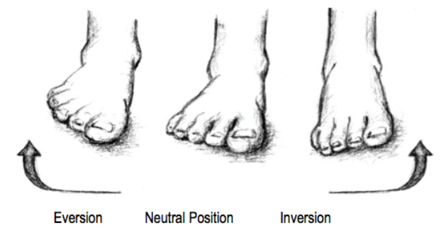 pronation(회내/엎침), supination(회외/뒤침)과 족저근막염에대해서 ~!! : 네이버 블로그