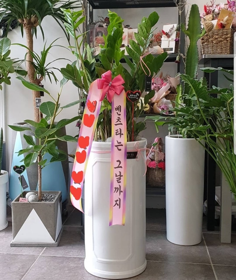 포항꽃집 4월의꽃길 양학동꽃집 금전수 개업화분 카페개업 이동꽃집 플랜테리어 미세먼지 반려식물 포항남구꽃집 포항이동꽃집 죽도동꽃집