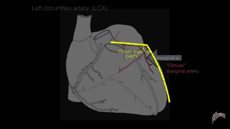 관상동맥 해부 (Coronary Artery Anatomy) : 네이버 블로그