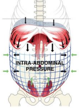 하하맞춤운동 [코어운동 개념] Inner core, Outer Core : 네이버 블로그