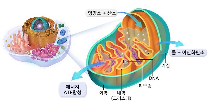 미토콘드리아는 내막 외막 기질 그리고 막간공간으로 이루어져있다고 합니다 그런데요 내막 외막 막간공간이 모두 지식in