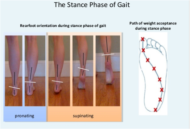 족부학 7 보행주기gait Cycle 네이버 블로그