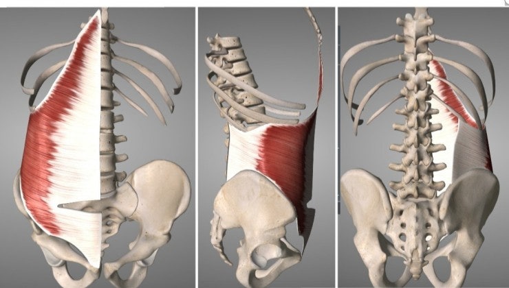 복횡근transverse Abdominis복횡근 해부학코어근육 코어운동호흡복부근육코르셋근육요통 네이버 블로그