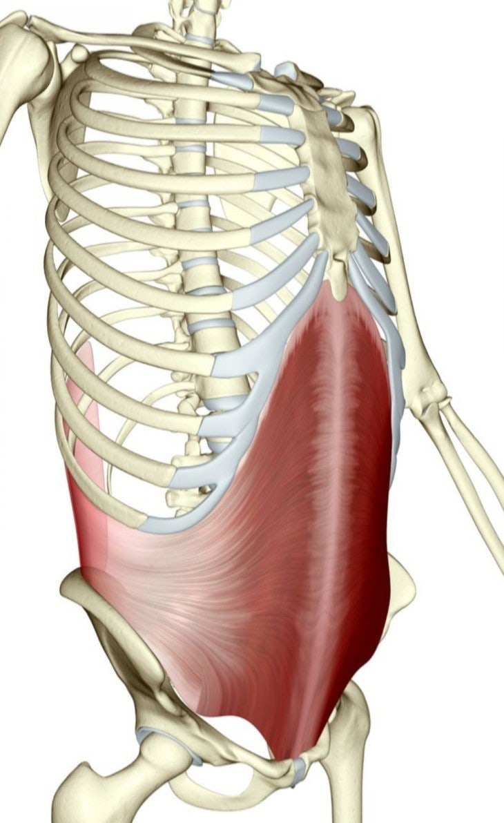 복횡근transverse Abdominis복횡근 해부학코어근육 코어운동호흡복부근육코르셋근육요통 네이버 블로그