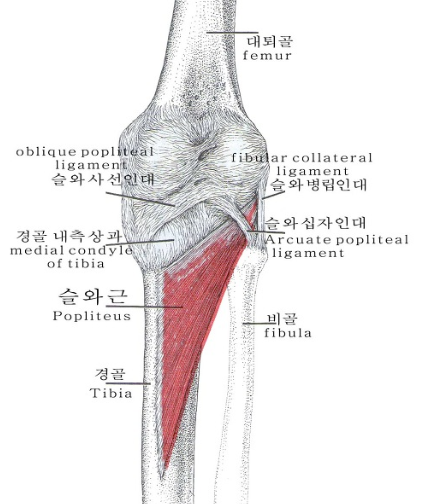 무릎관절 근육의 기능 : 네이버 블로그