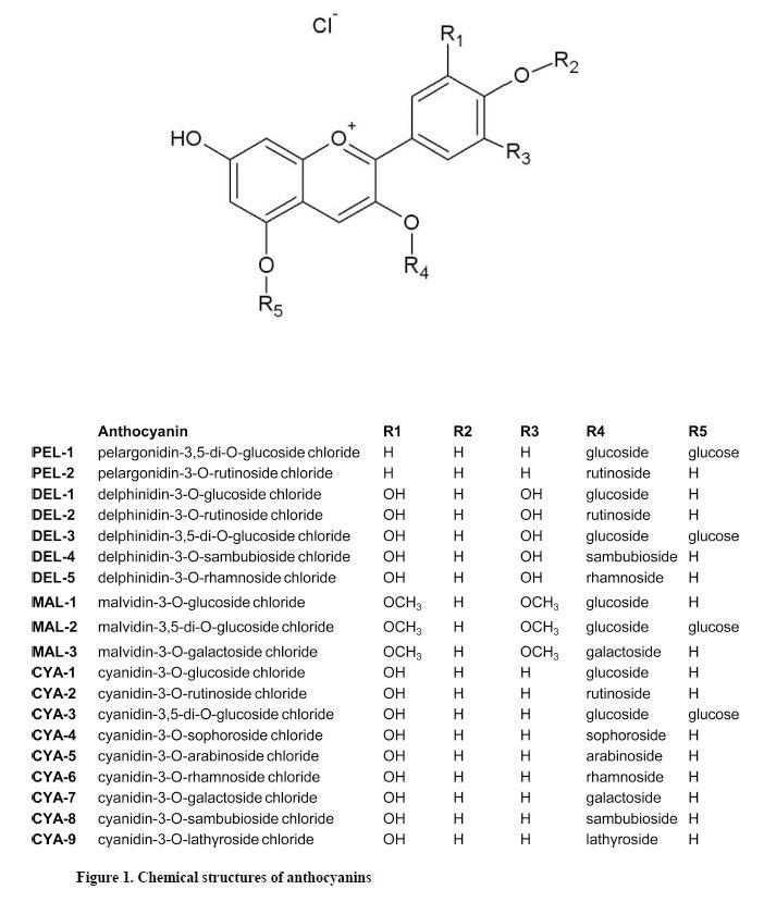 마퀴 베리(Maqui berry) 안토시아닌 표준화 추출물 Delphinol과 MaquiBright 그리고 정향(clove ...